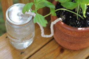 How to Water Plants While You're Away - organic gardening
