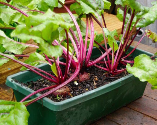 How to Grow Beets in Pots - Organic Gardening