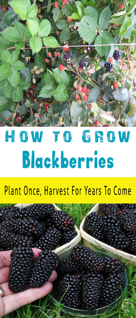 how to grow blackberries - organic gardening